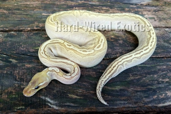 Bamboo Red Axanthic Ball Python by Hard Wired Exotics