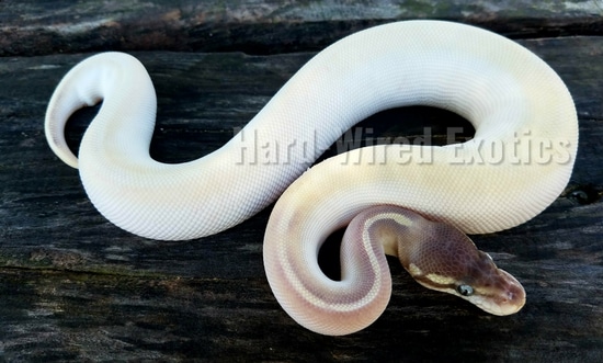 Orange Dream Mystic Potion Ball Python by Hard Wired Exotics