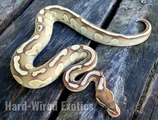 Nuclear Ball Python by Hard Wired Exotics