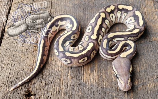 Orange Dream Fire Black Head Ball Python by Hard Wired Exotics