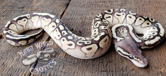Pastel Chocolate Lesser Ball Python by Hard Wired Exotics