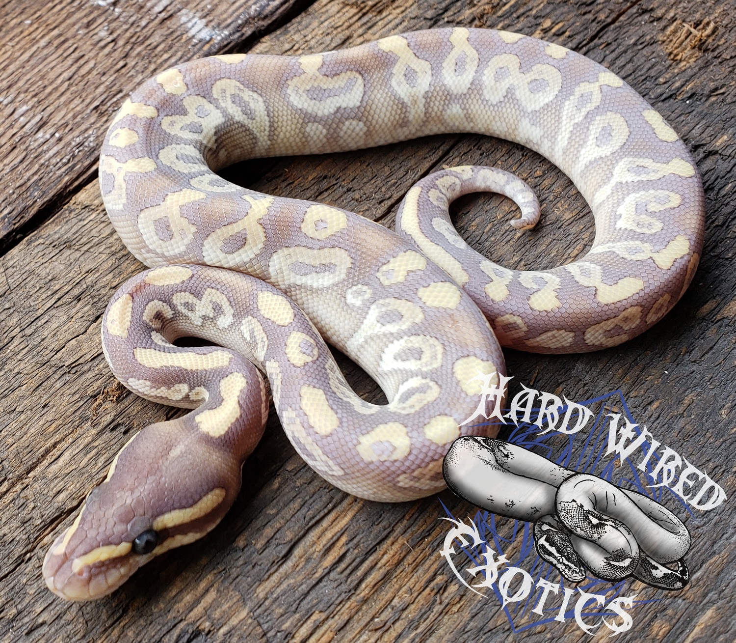 Black Head Dark Crystal Ball Python by Hard Wired Exotics - MorphMarket