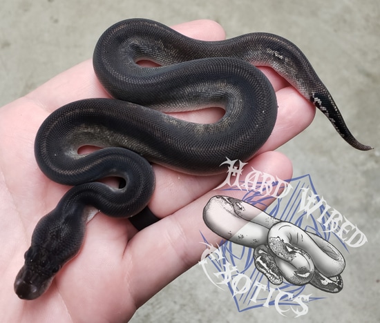 Black Head Cypress Cinnamon Ball Python by Hard Wired Exotics