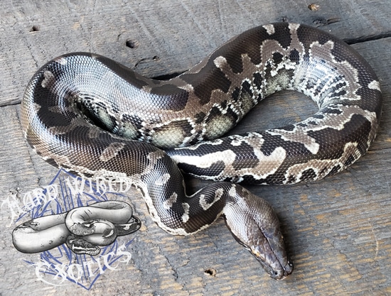 Short Tail Black Sumatran Short-Tailed Python by Hard Wired Exotics
