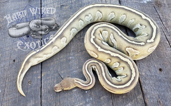 Fire Lesser Black Head Rg Ball Python by Hard Wired Exotics