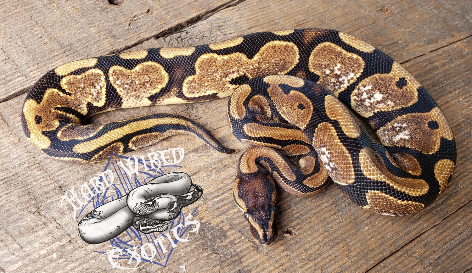 Red Stripe Calico Ball Python by Hard Wired Exotics - MorphMarket