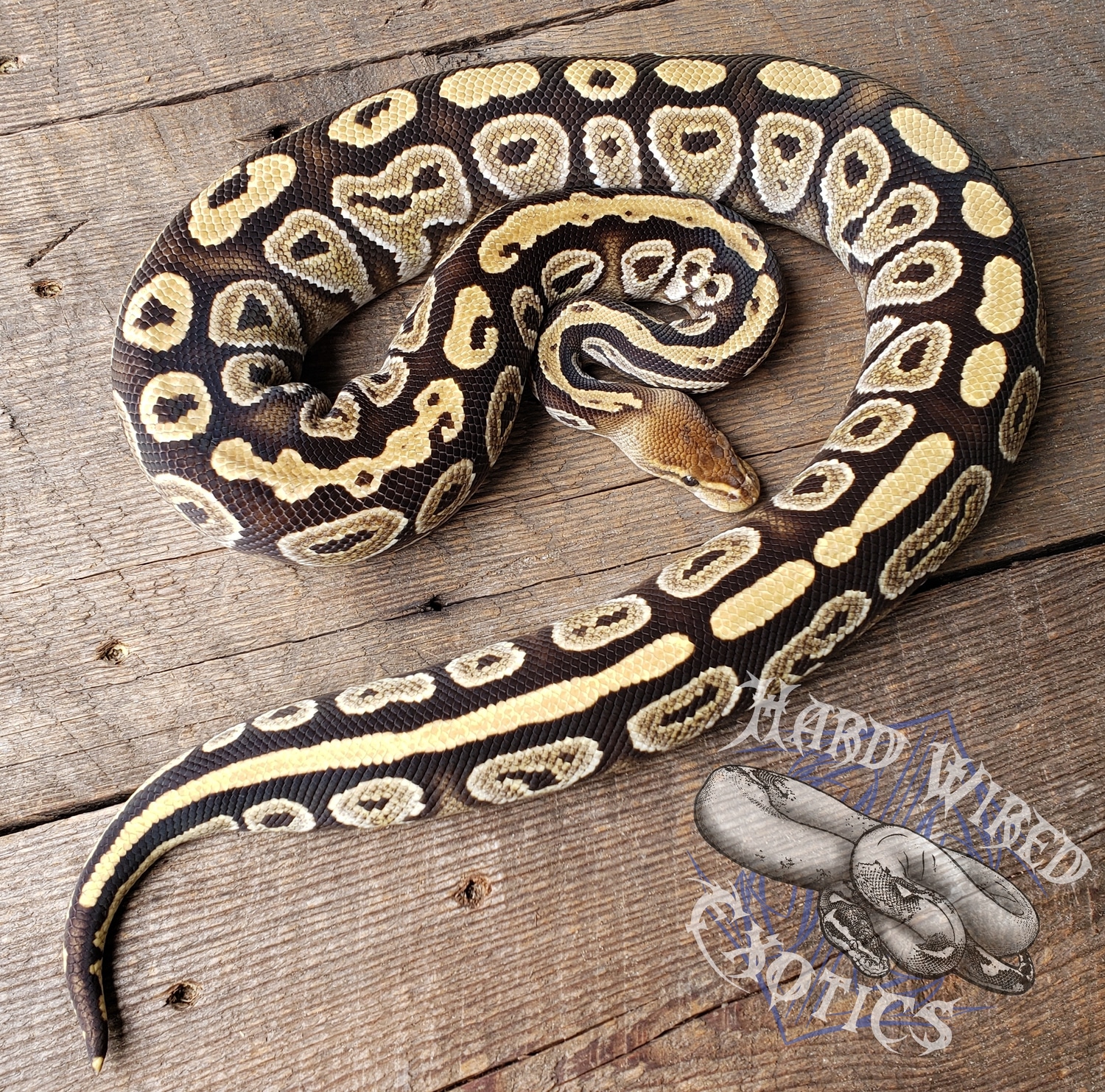 Cypress Spotnose Ball Python by Hard Wired Exotics - MorphMarket