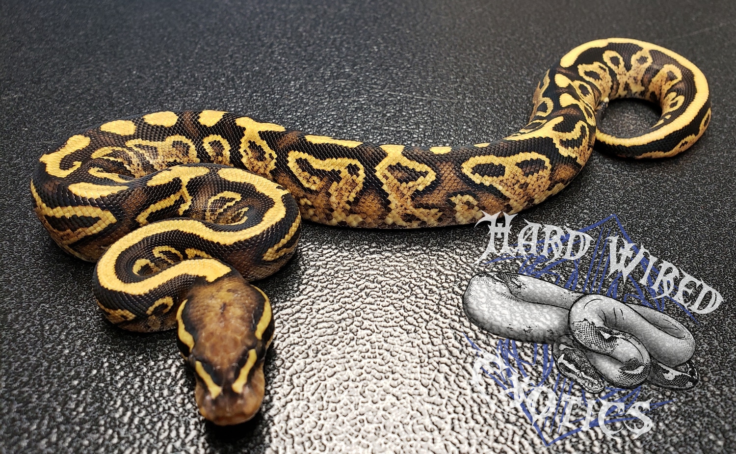 Hurricane Vanilla Yb Ball Python by Hard Wired Exotics - MorphMarket