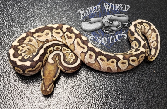 Spotnose Lesser Pos Het Pied Ball Python by Hard Wired Exotics