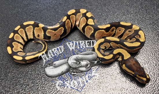Chocolate Calico Het Desert Ghost Ball Python by Hard Wired Exotics