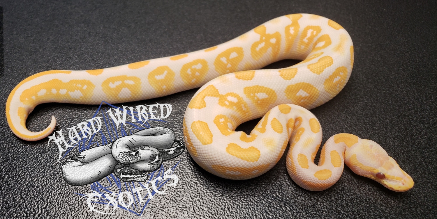 Black Pastel Lavender Albino Ball Python by Hard Wired Exotics ...