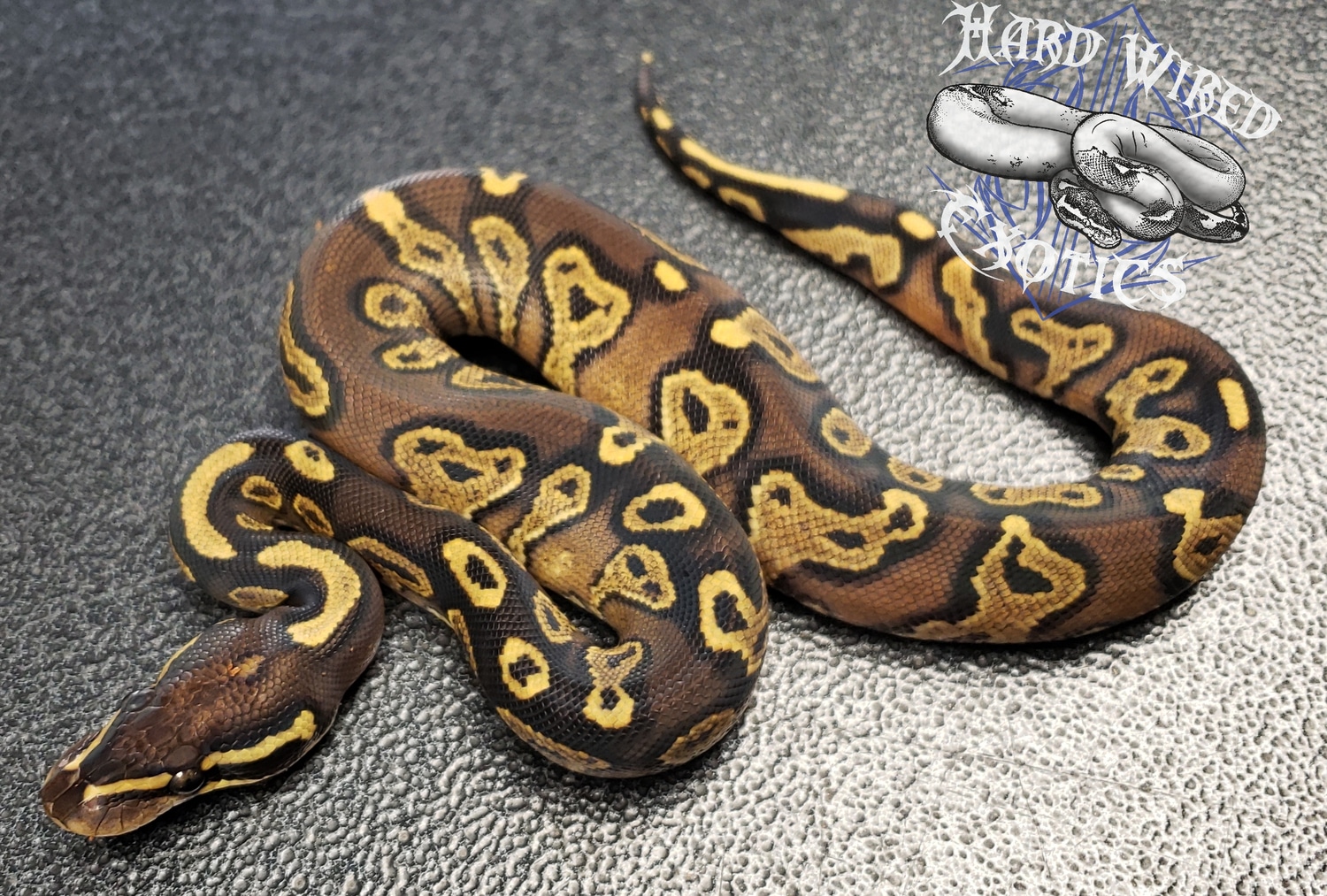 Black Head Special Yb Ball Python by Hard Wired Exotics - MorphMarket