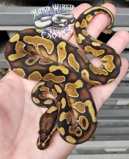 Enchi Hra Yb Ball Python by Hard Wired Exotics