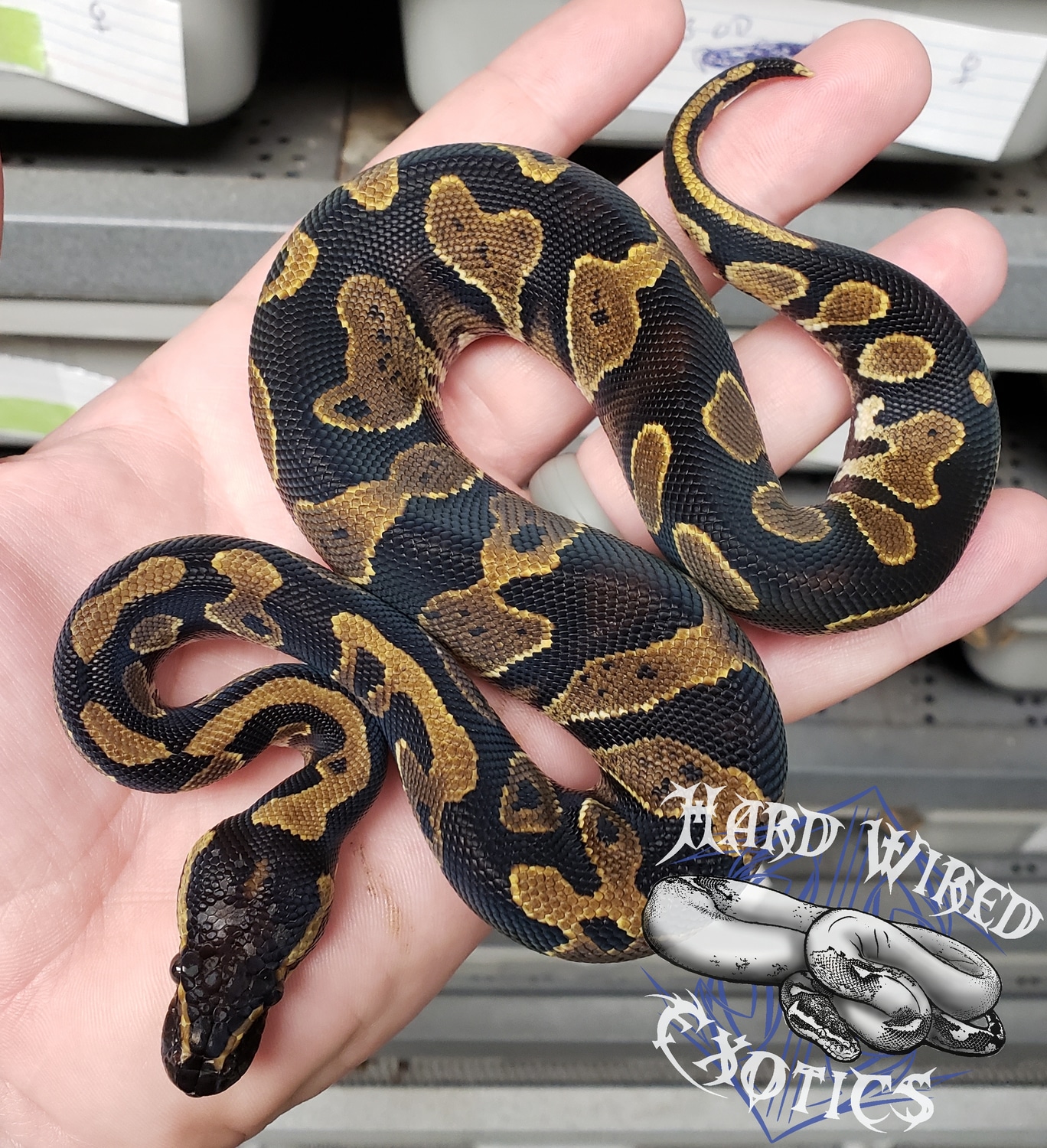Black Head Yellow Belly Ball Python by Hard Wired Exotics - MorphMarket