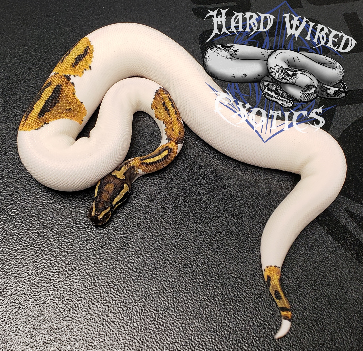Yellow Belly Pied Ball Python by Hard Wired Exotics - MorphMarket