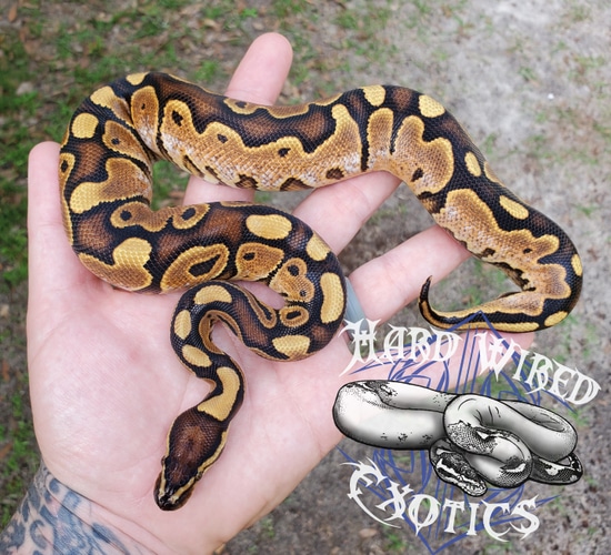 Special Calcio Ball Python by Hard Wired Exotics
