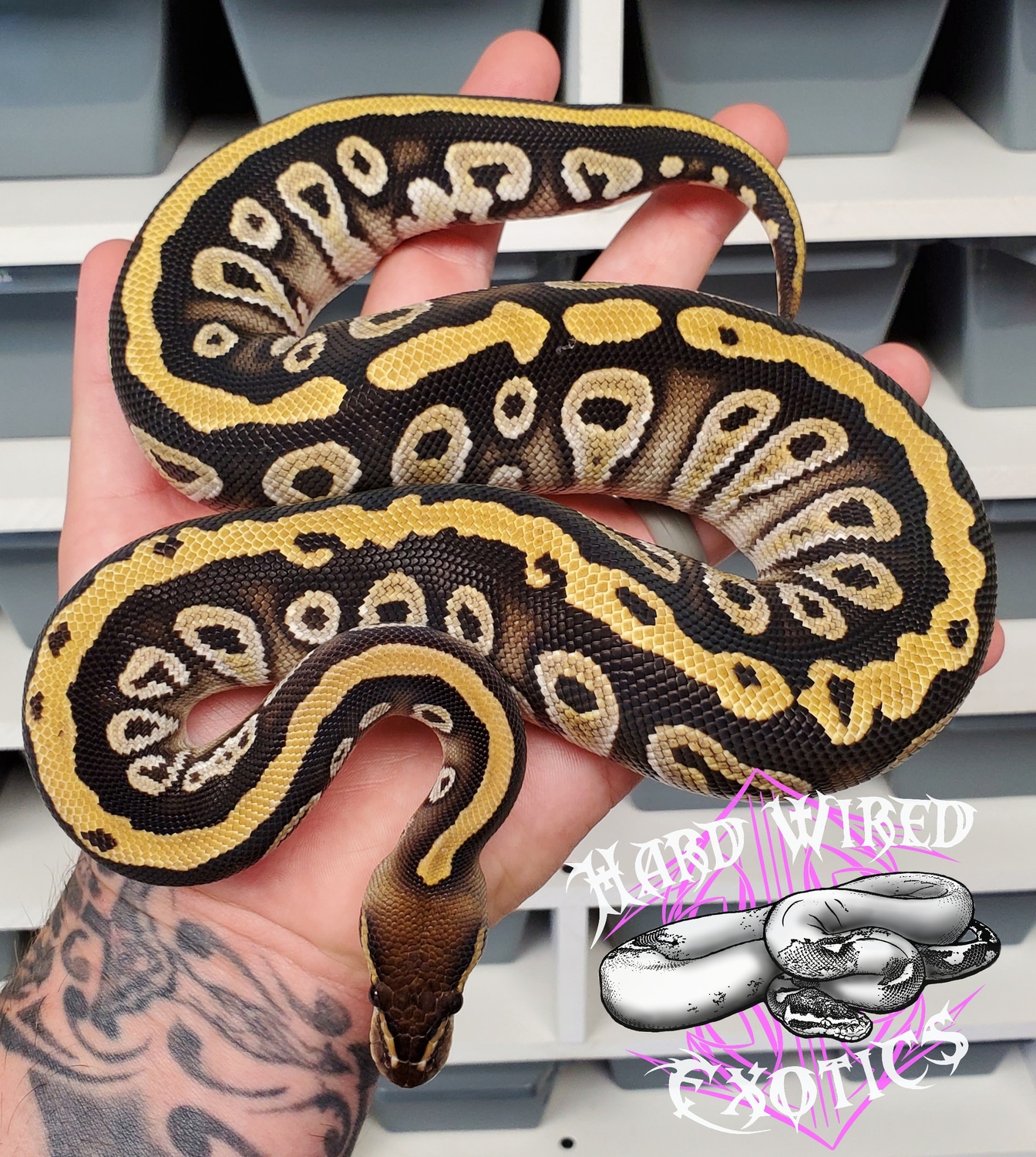 Cypress Mystic Ball Python by Hard Wired Exotics - MorphMarket