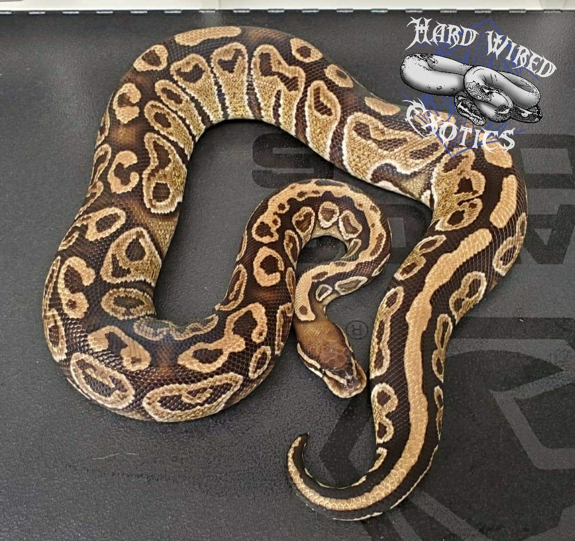 Trick Ball Python by Hard Wired Exotics - MorphMarket