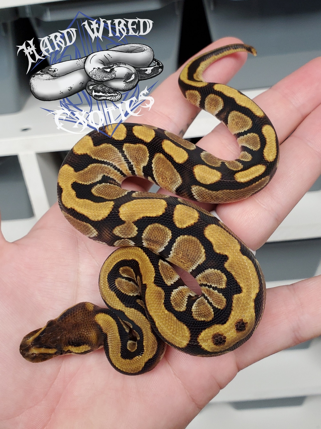 Enchi Cypress Het Desert Ghost Ball Python by Hard Wired Exotics ...