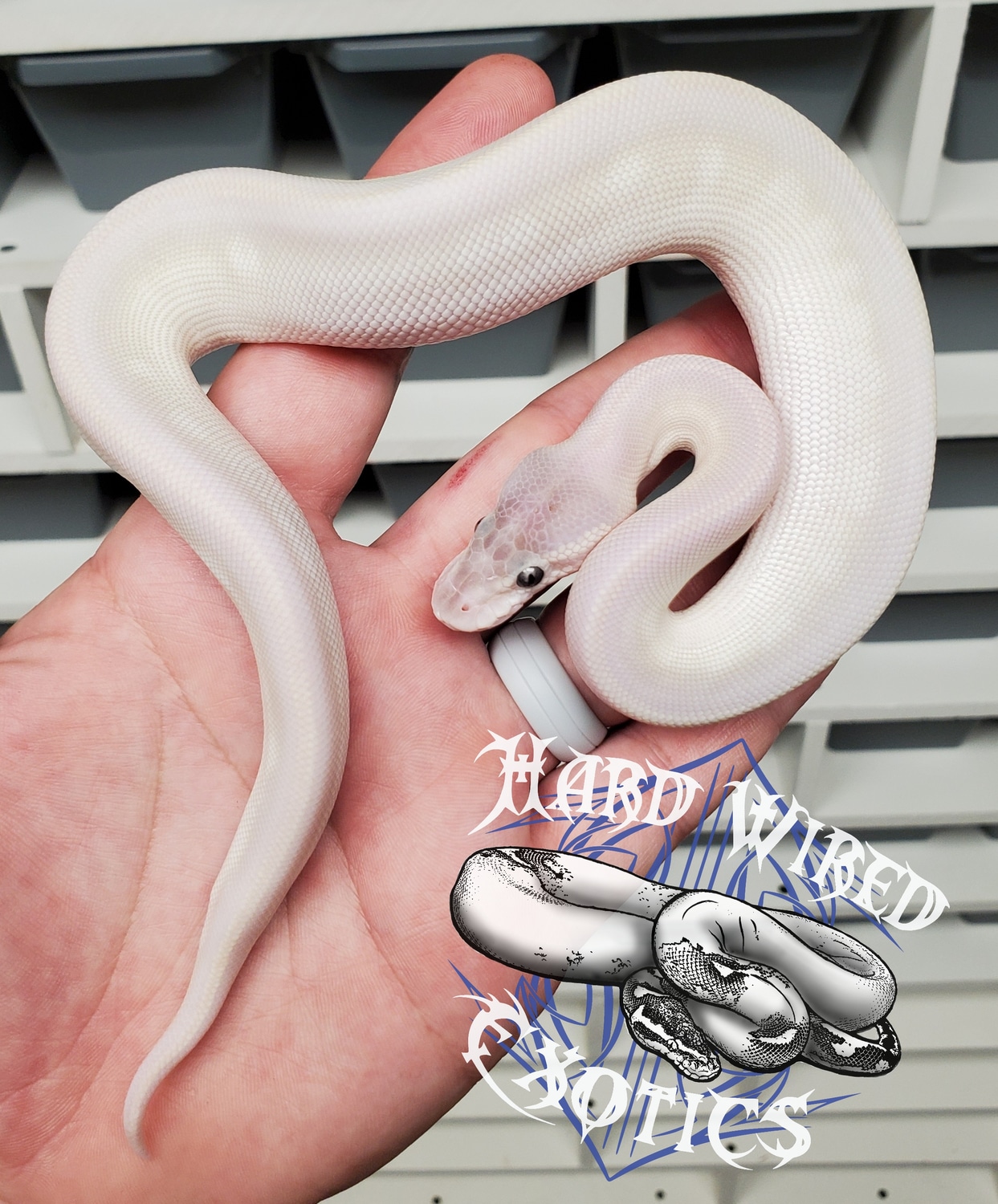 Super Mojave Ball Python by Hard Wired Exotics - MorphMarket