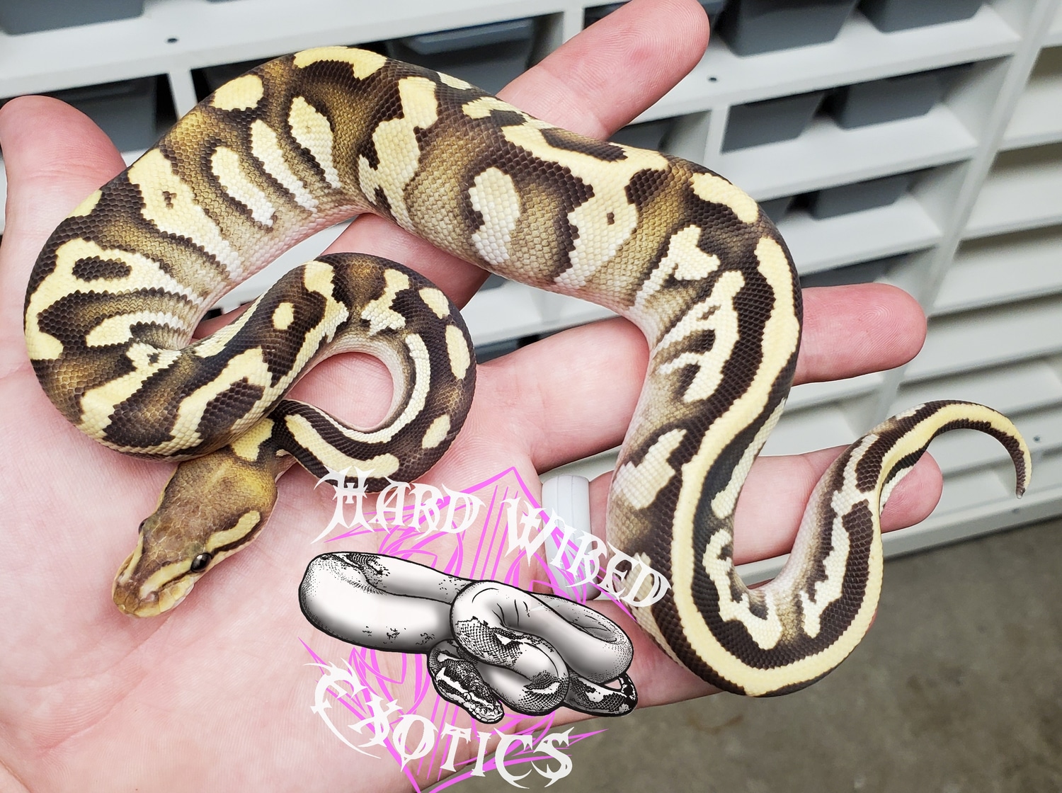 Orange Dream Fire Mojave Chocolate Ball Python by Hard Wired Exotics ...