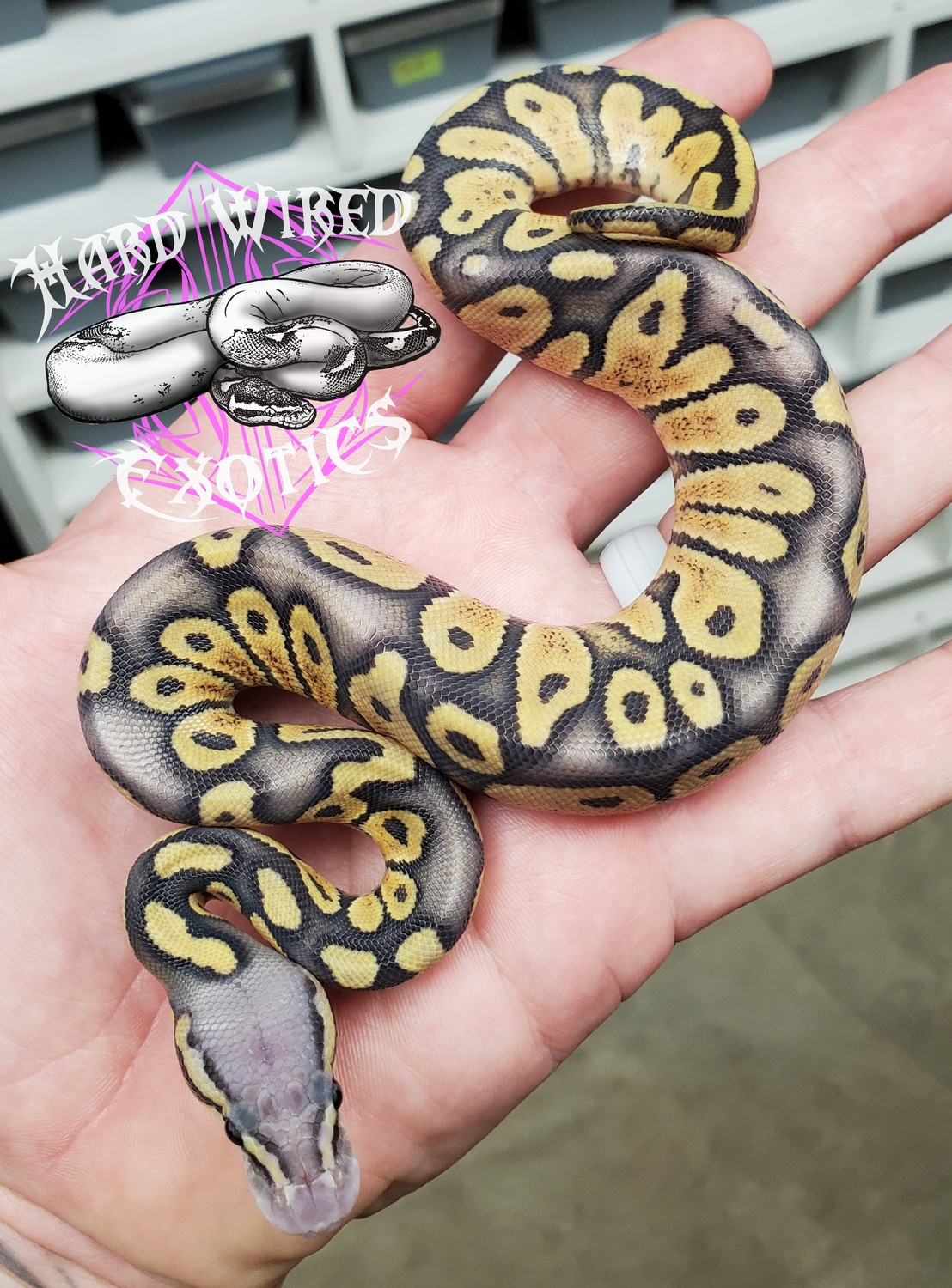 Super Pastel Chocolate Hypo Het Desert Ghost Ball Python by Hard Wired ...