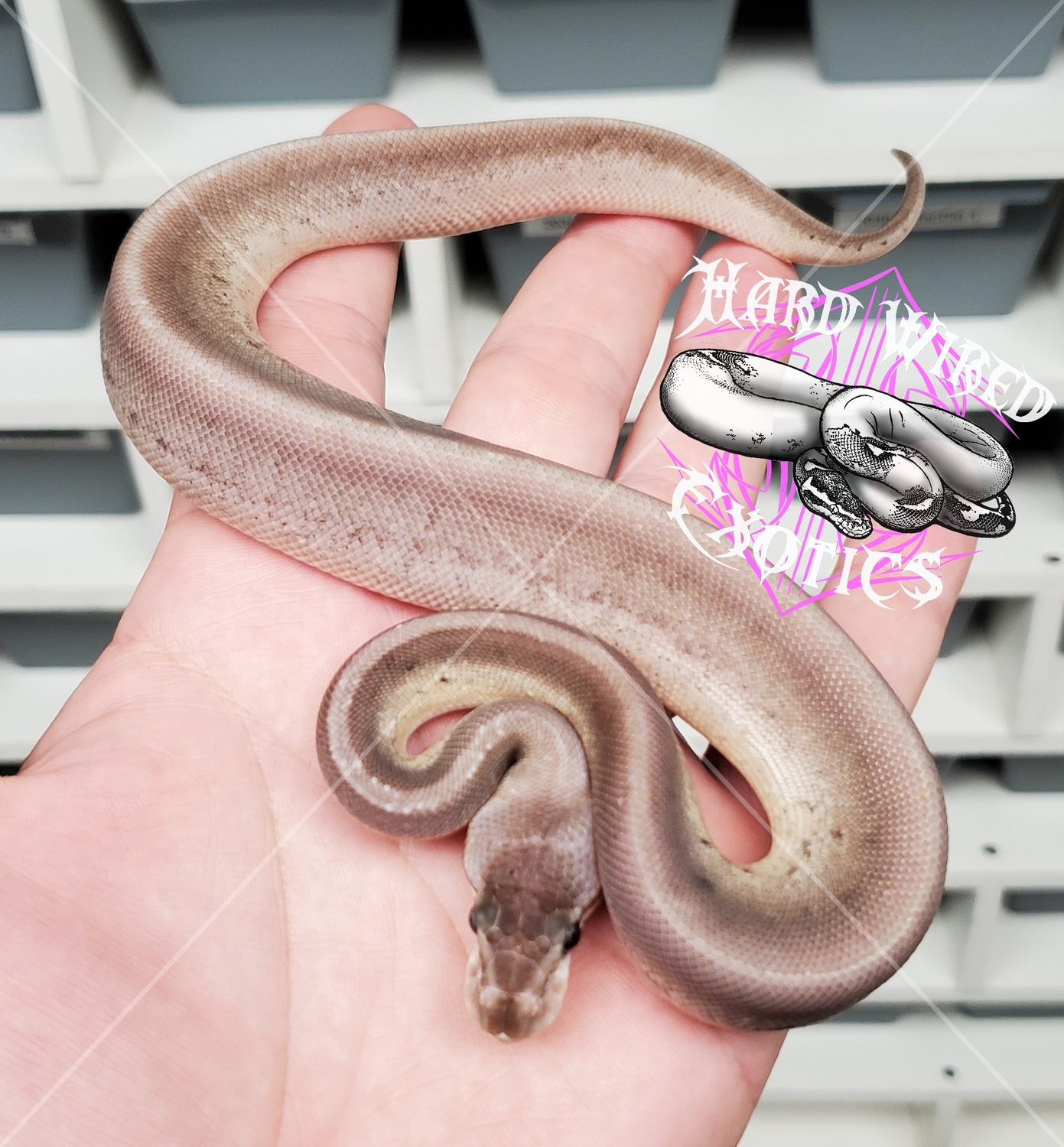 Pastel Pinstripe Leopard Cinnamon Pos Mocha Het Desert Ghost Ball Python by Hard Wired Exotics ...