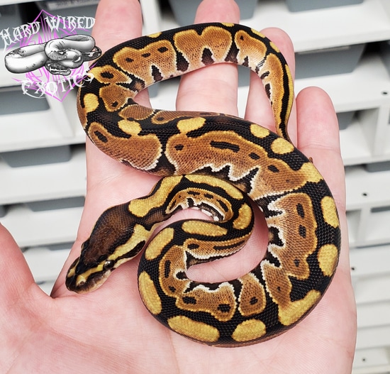 Enchi Cinnamon Ball Python by Hard Wired Exotics