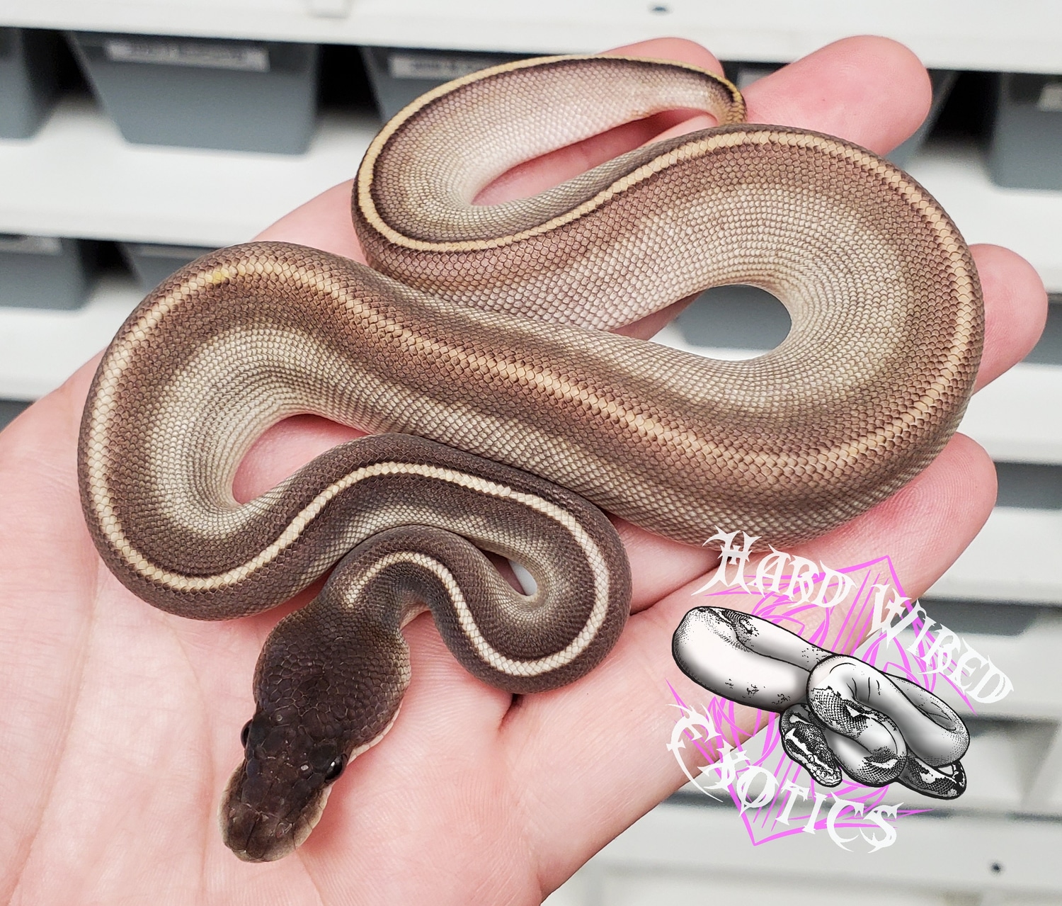 Leopard Bongo Black Pastel Mojave Pinstripe 1 Ball Python by Hard Wired ...
