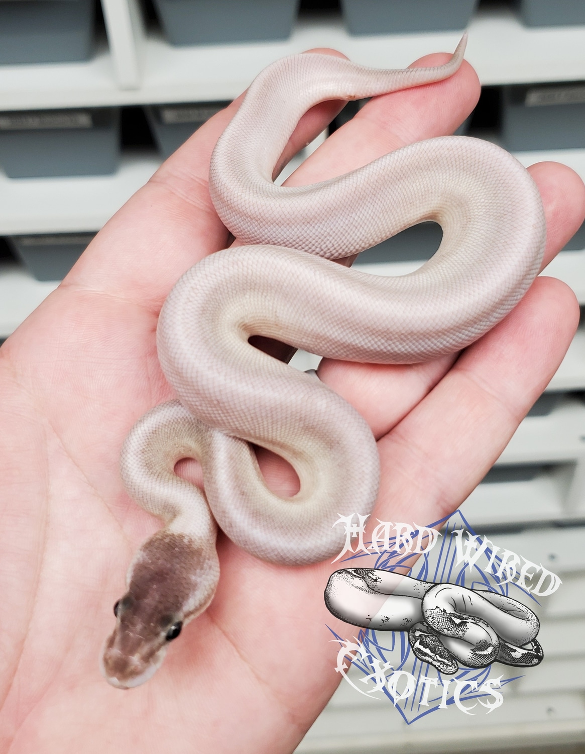 Bongo Black Pastel Pinstripe Pastel Mojave Pos Leopard Ball Python by ...