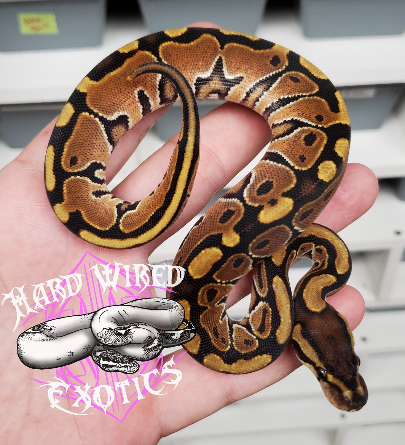 Enchi Cinnamon 3 Ball Python by Hard Wired Exotics - MorphMarket