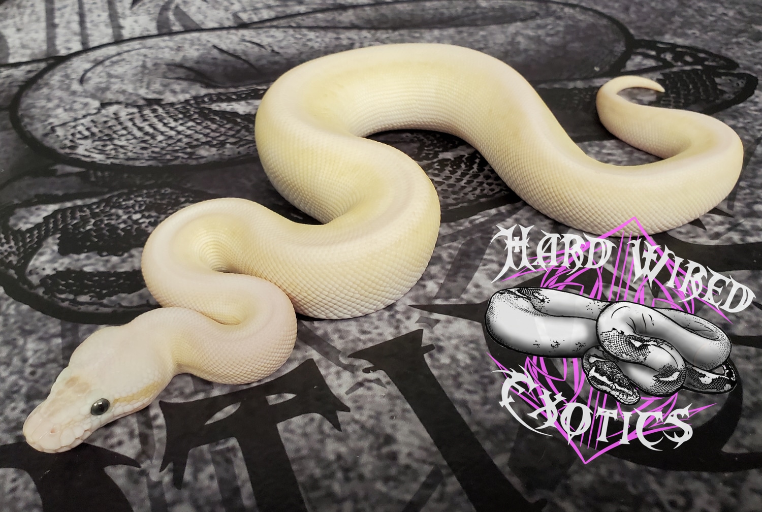Pastel HGW Lesser Pinstripe Desert Ghost Ball Python by Hard Wired ...