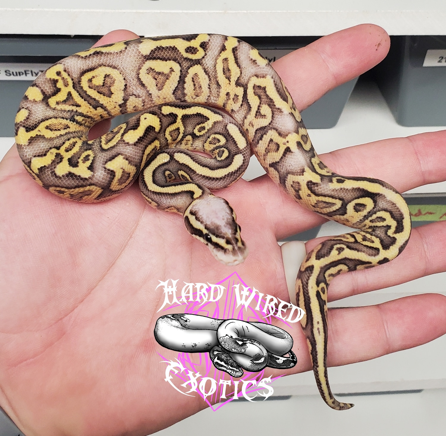 Superfly Trick Ball Python by Hard Wired Exotics - MorphMarket