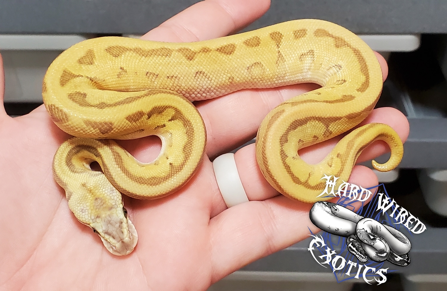 Leopard Enchi Pastel Lesser Pinstripe Het DG Ball Python by Hard Wired ...