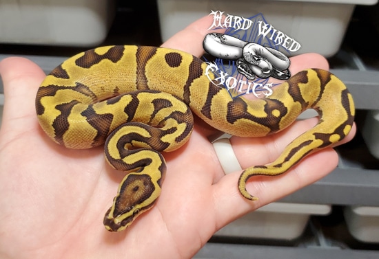Enchi Fire Pos OD 100% Het Pied Ball Python by Hard Wired Exotics