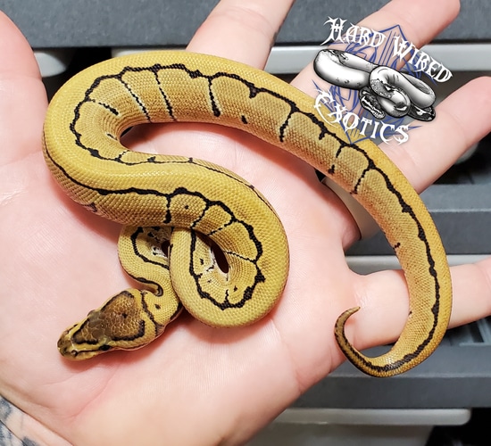 Pinstripe DG Ball Python by Hard Wired Exotics