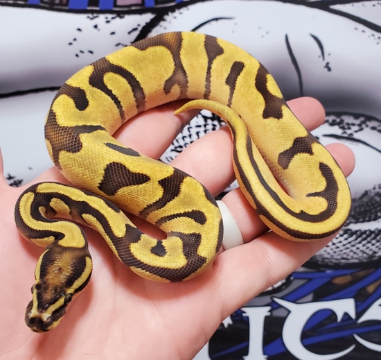 OD Enchi Fire Het Pied Ball Python by Hard Wired Exotics