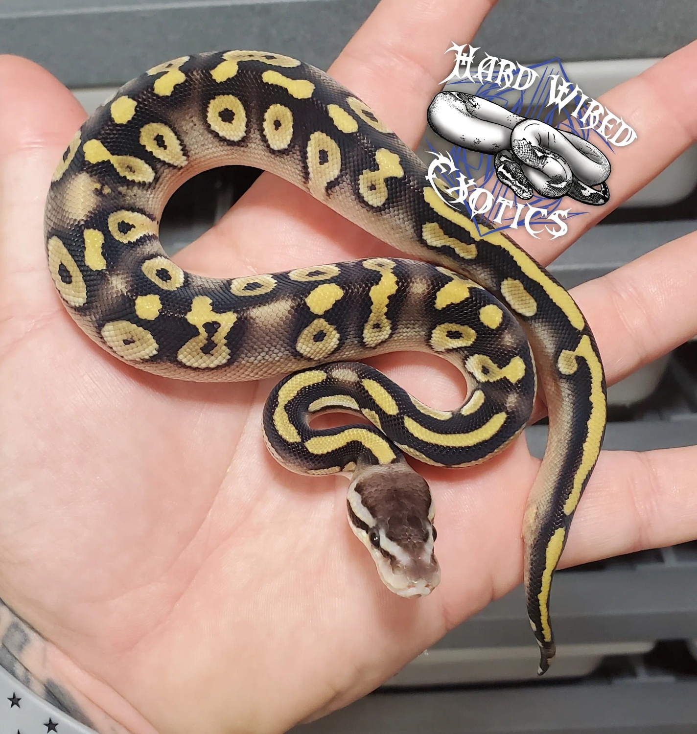 Pastel Mojave Wookie Ball Python by Hard Wired Exotics - MorphMarket
