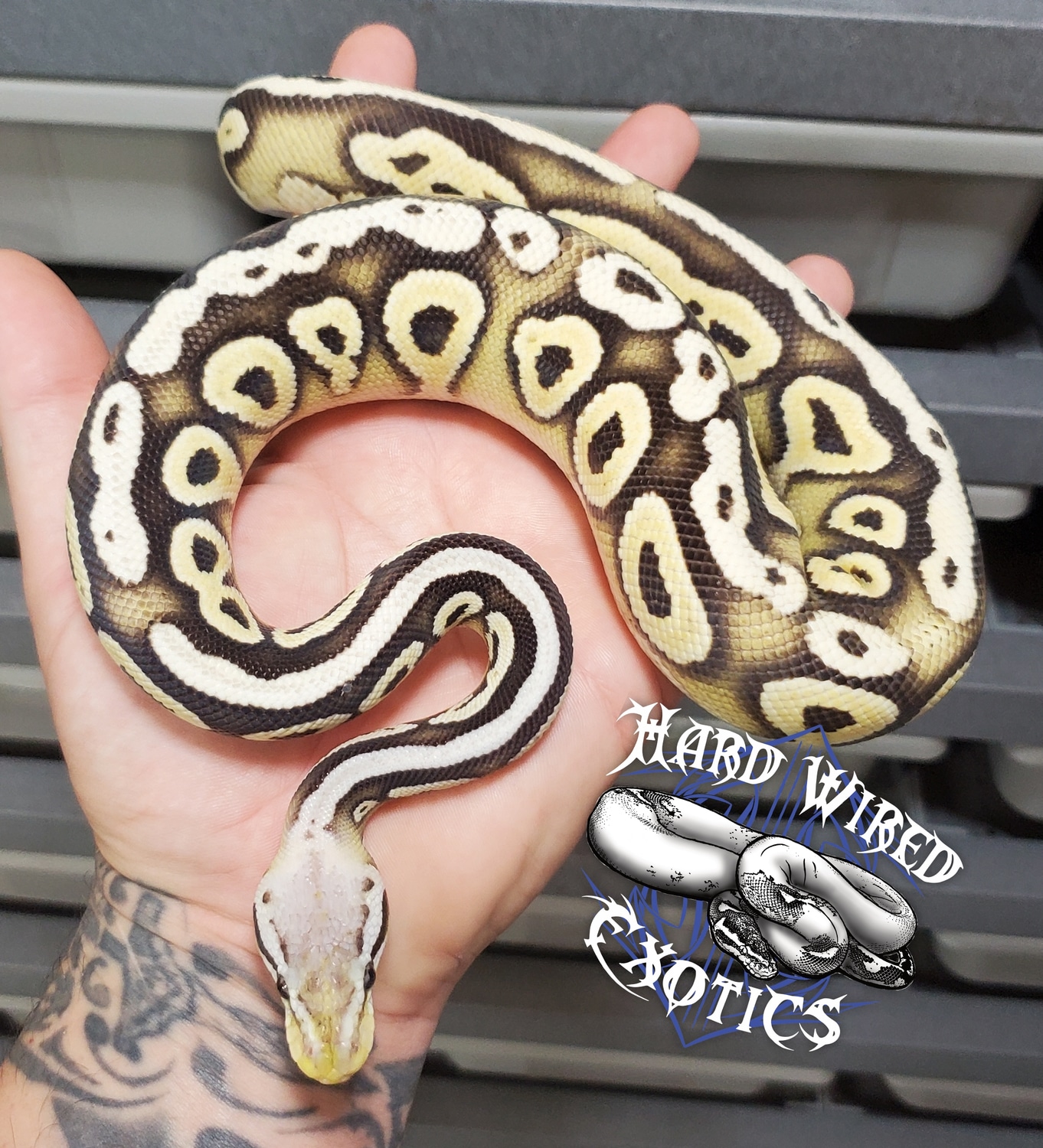 Pewter DG Ball Python by Hard Wired Exotics - MorphMarket