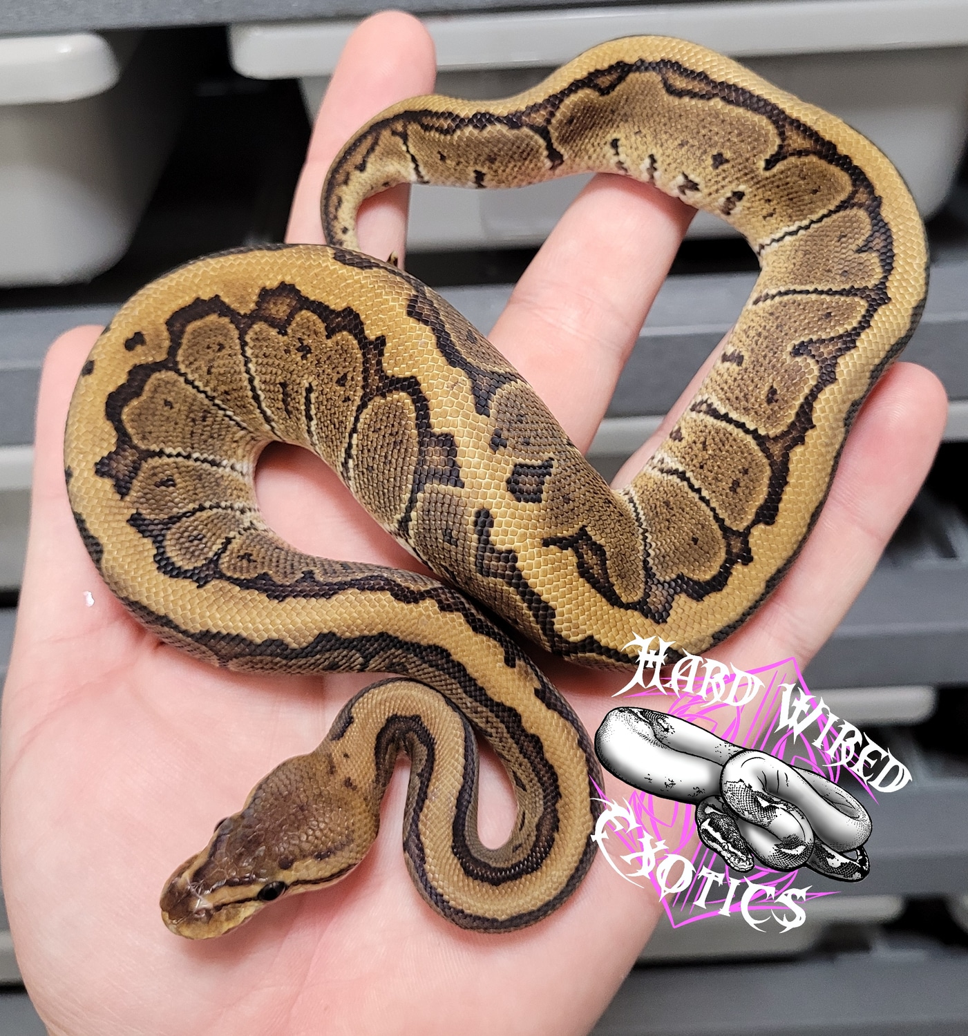 Chocolate Pinstripe Het DG Ball Python by Hard Wired Exotics - MorphMarket