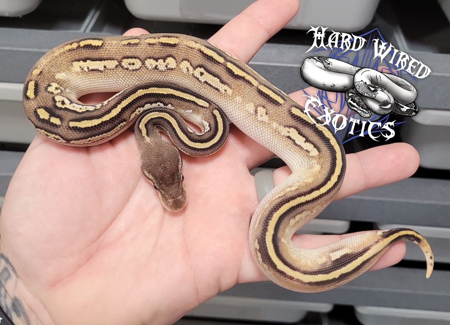 Blackhead Mojave Pastel YB Rg Rng Het Pied Pos Super BH Ball Python by Hard Wired Exotics ...