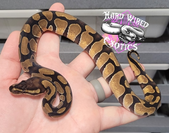 Enchi Het DG Pos Gaia Ball Python by Hard Wired Exotics