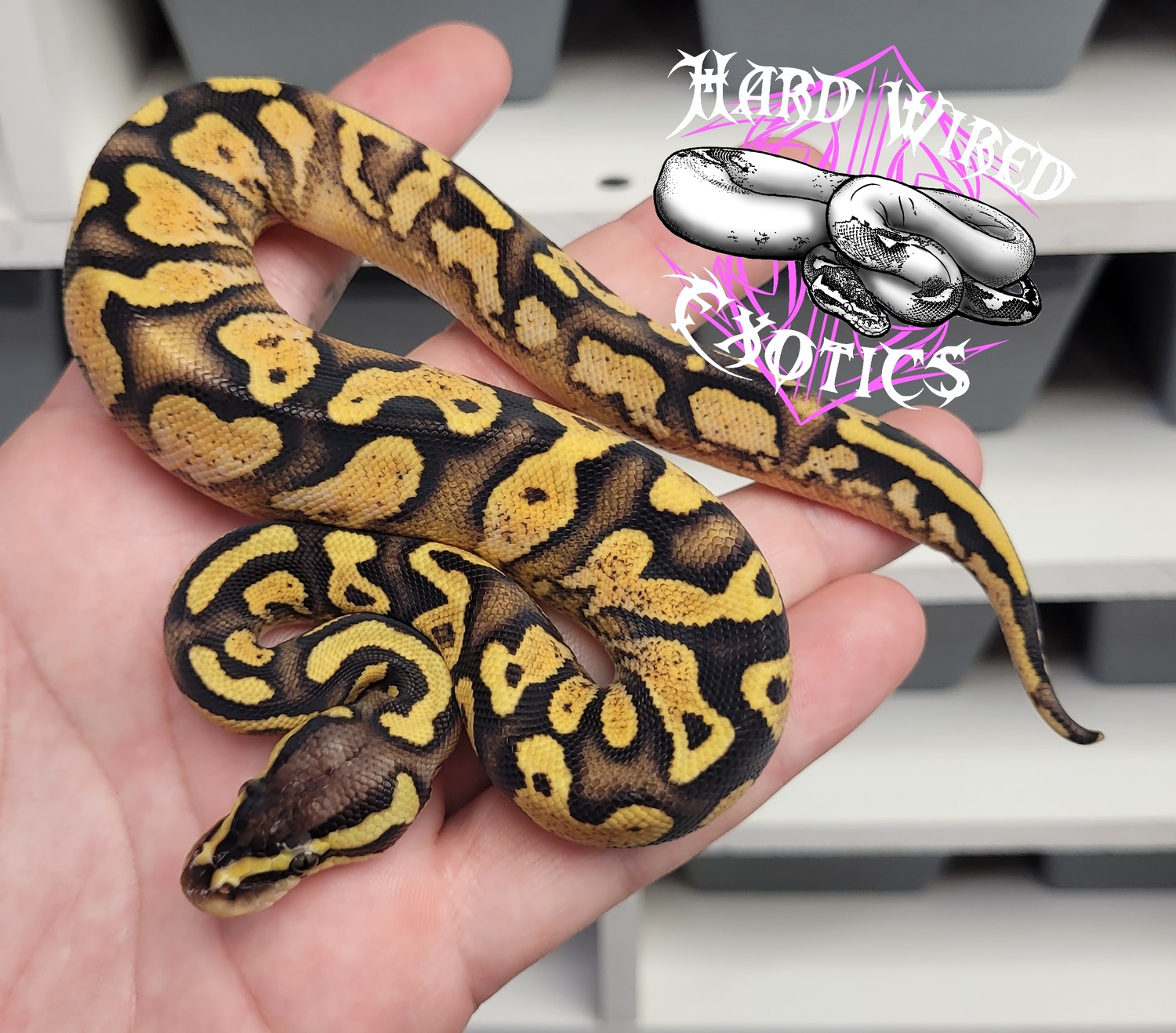 OD YB Calico Pastel Het Pied Ball Python by Hard Wired Exotics ...