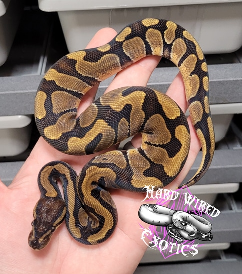 Enchi Het DG Ball Python by Hard Wired Exotics