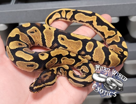 Od YB Het Pied Ball Python by Hard Wired Exotics
