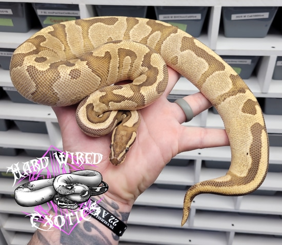 Enchi Fire Trojan Ball Python by Hard Wired Exotics