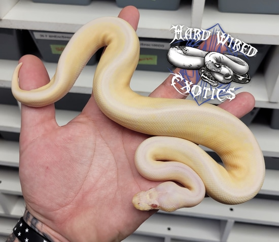 GHI Snow Ball Python by Hard Wired Exotics