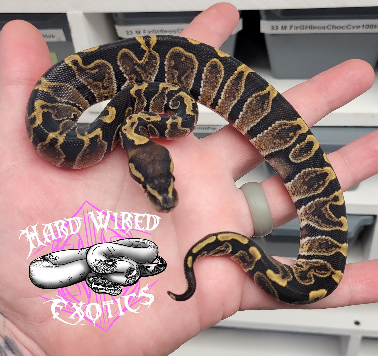 GHI Chocolate Het Hypo Ball Python by Hard Wired Exotics - MorphMarket
