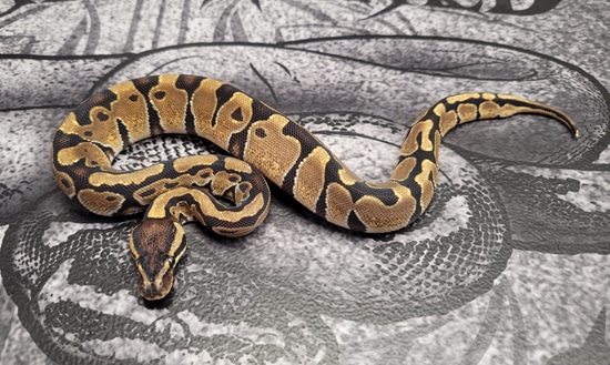 Enchi Het DG Ball Python by Hard Wired Exotics