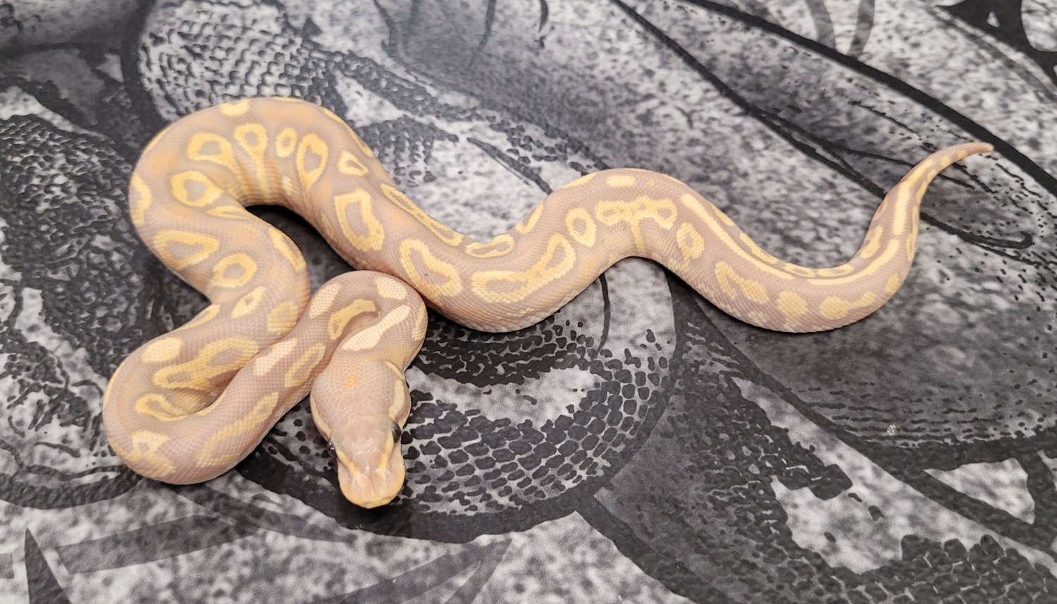 Banana HRA YB Mojave Ball Python by Hard Wired Exotics - MorphMarket
